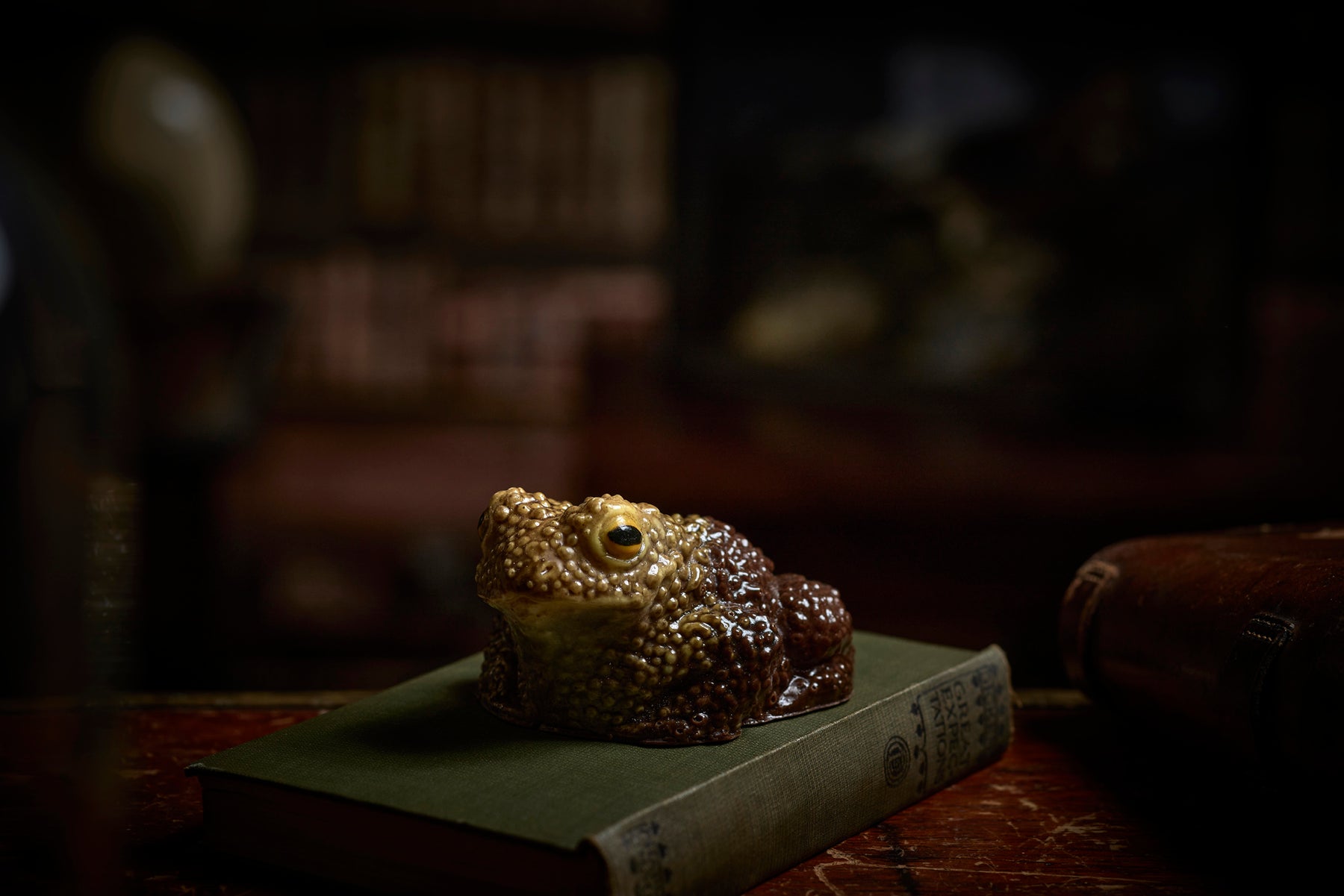 Handmade realistic chocolate toad / frog – The Edible Museum