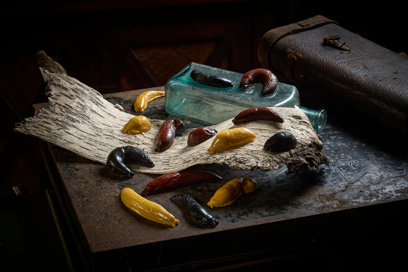 Chocolate Anatomy – The Edible Museum