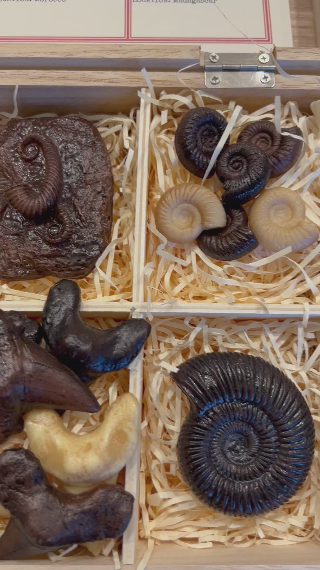 Chocolate Fossil Collector's Box – The Edible Museum