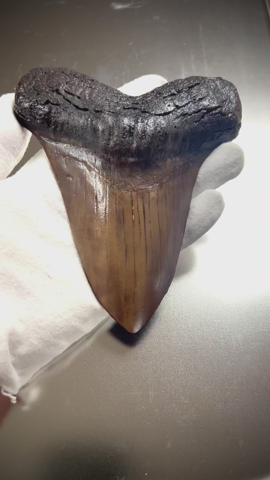 Chocolate Megalodon Tooth – The Edible Museum